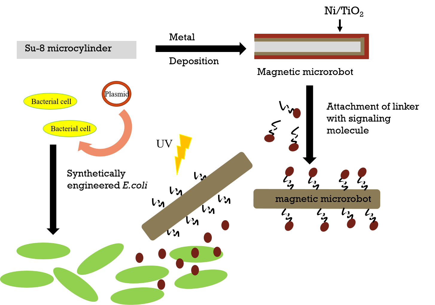 Organoid and Tissues: Cellular Differentiation with Microrobots ...